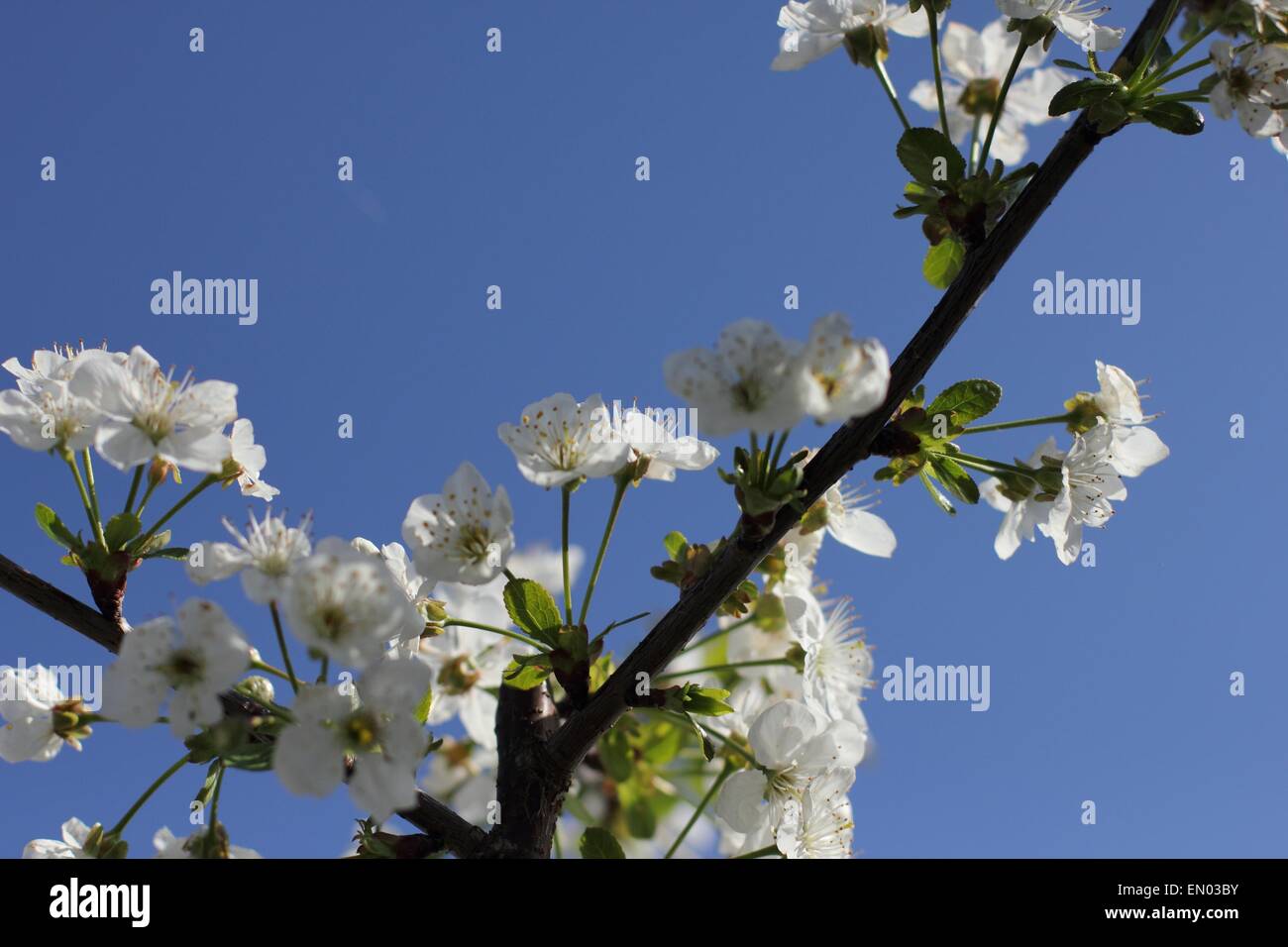 flowering cherry in spring Stock Photo - Alamy