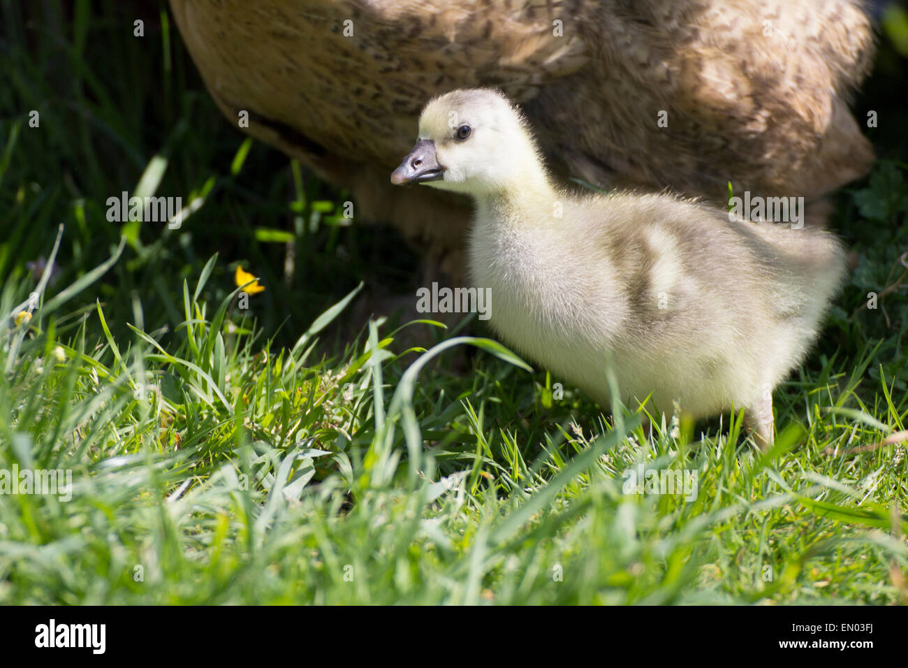 Baby goose hi-res stock photography and images - Alamy
