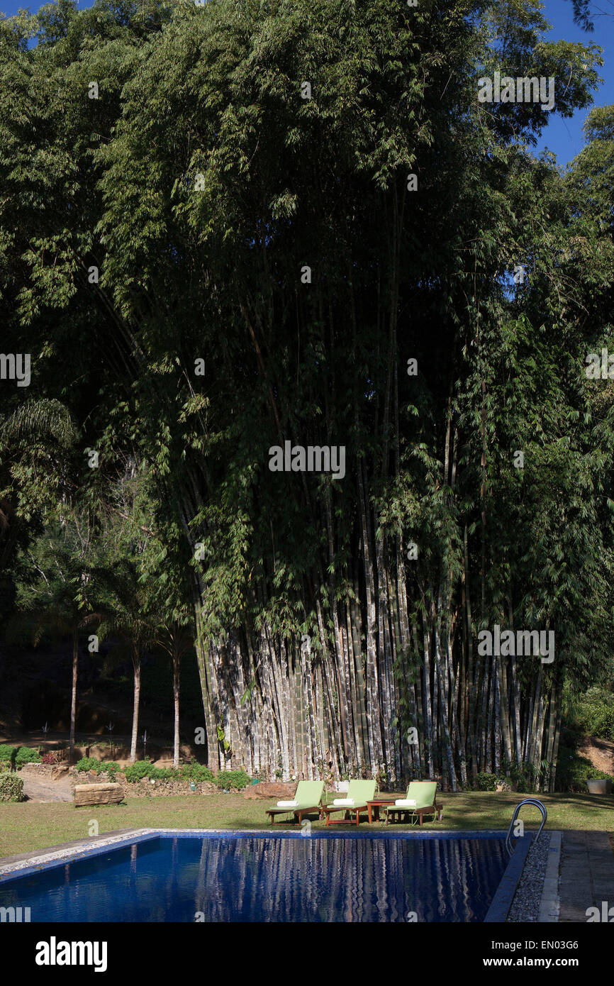 Norwood Bungalow at the Dilmah Tea Estate: bamboo trees and the ...
