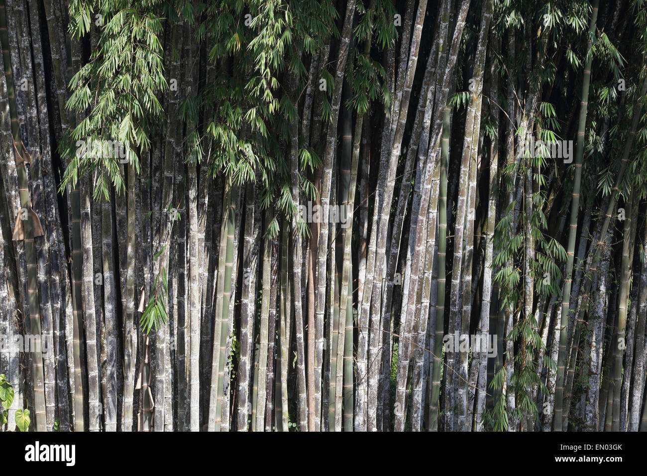 Norwood Bungalow at the Dilmah Tea Estate: bamboo trees next to the ...