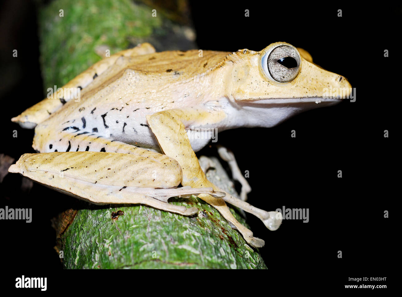File-eared Tree Frog (Polypedates otilophus) in Kubah national park ...
