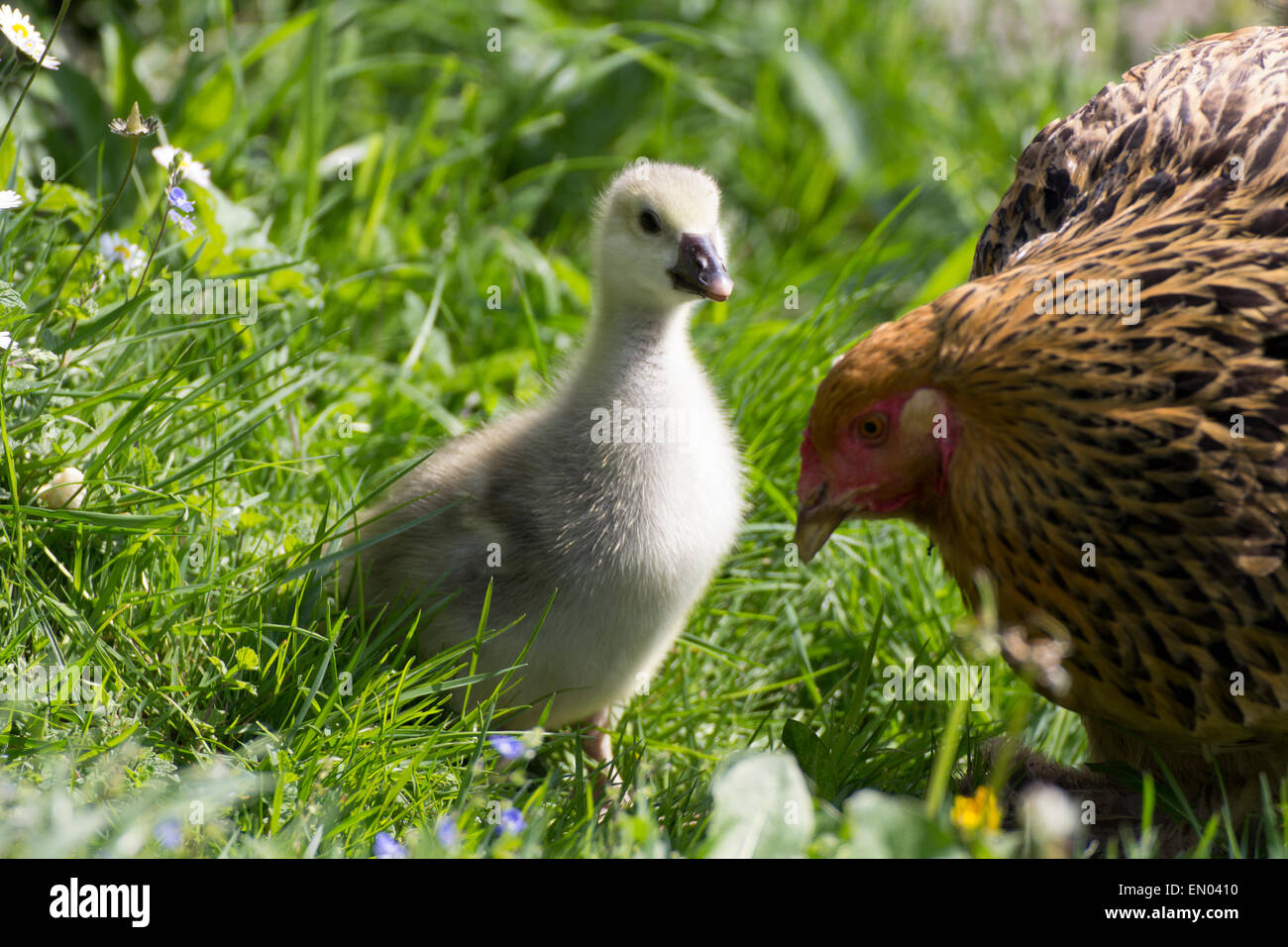Baby hen hi-res stock photography and images - Alamy