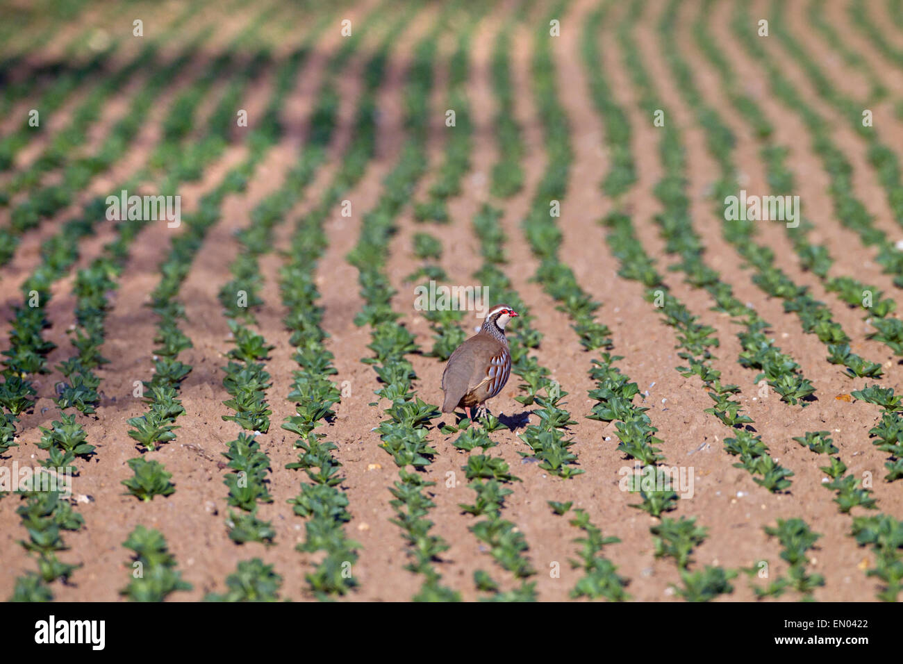 Crop feeding hi-res stock photography and images - Alamy