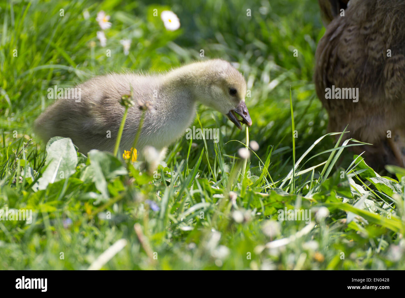 Baby goose hi-res stock photography and images - Alamy