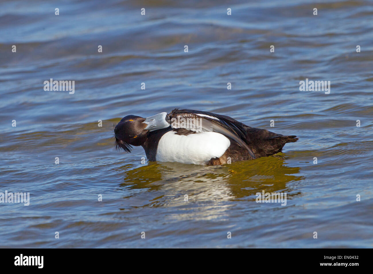 Preening duck hi-res stock photography and images - Alamy