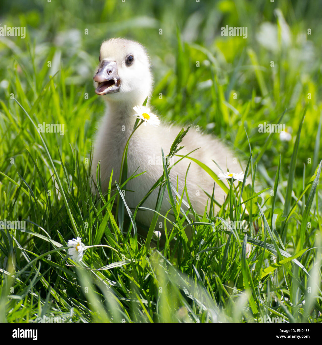Baby goose hi-res stock photography and images - Alamy