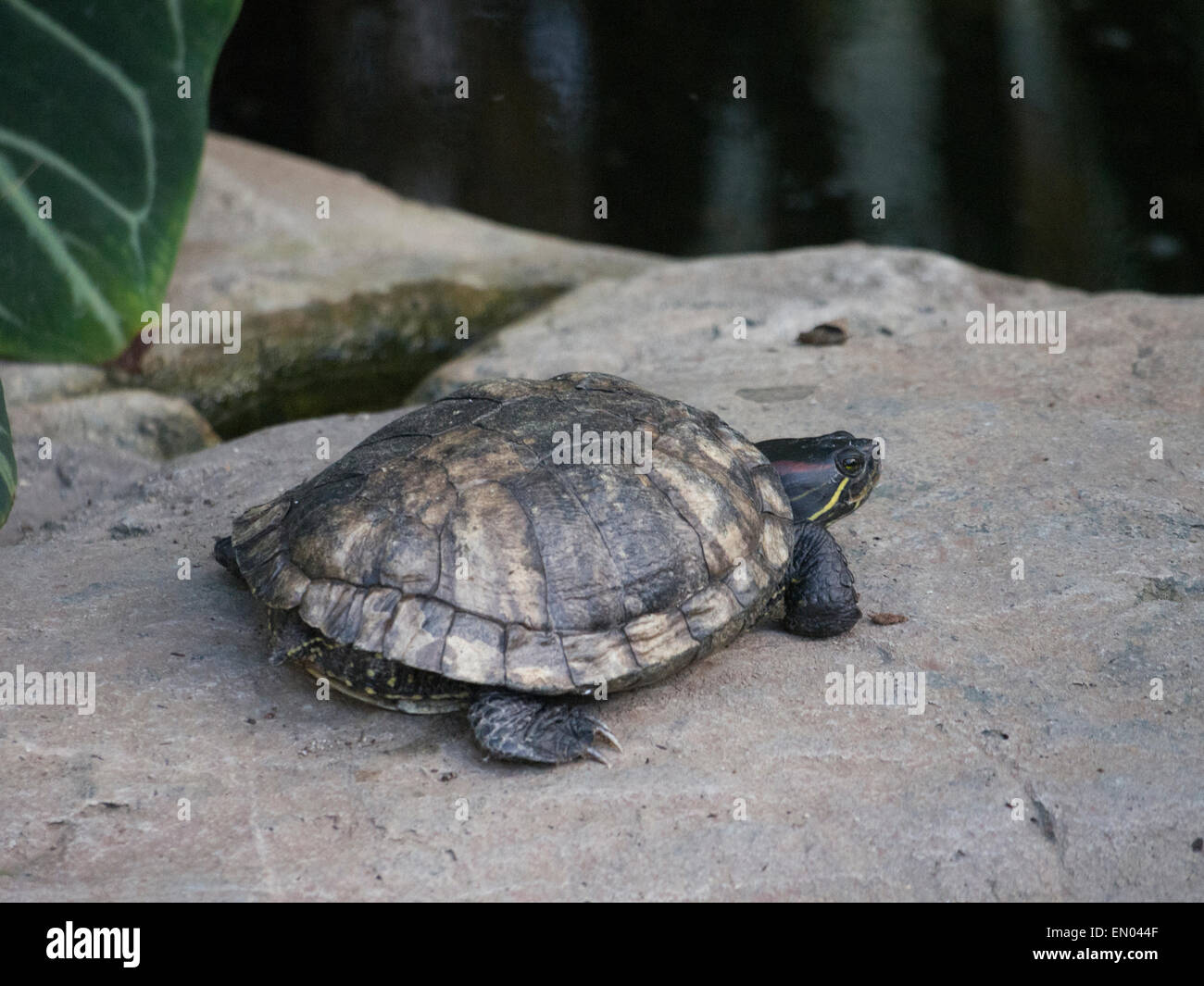 Turtle on a rock Stock Photo - Alamy