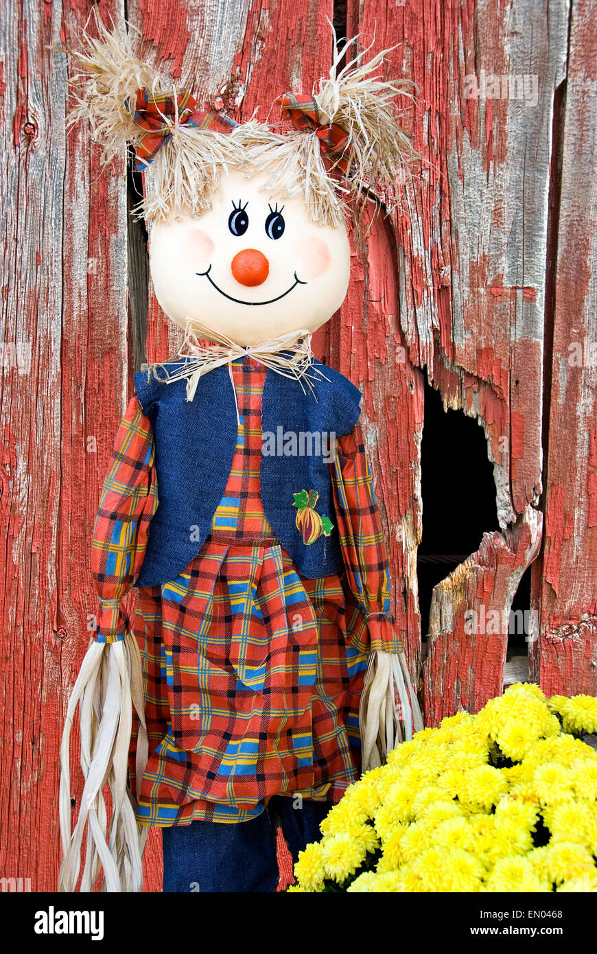 Cute scarecrow with bright yellow fall mums by weathered old barn Stock ...