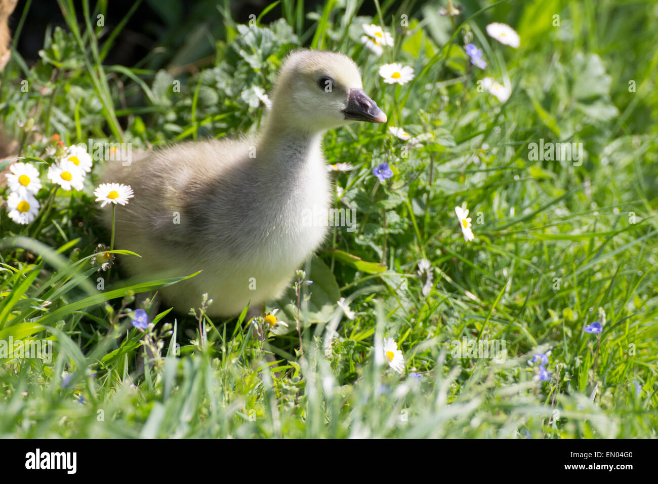 Baby goose hi-res stock photography and images - Alamy