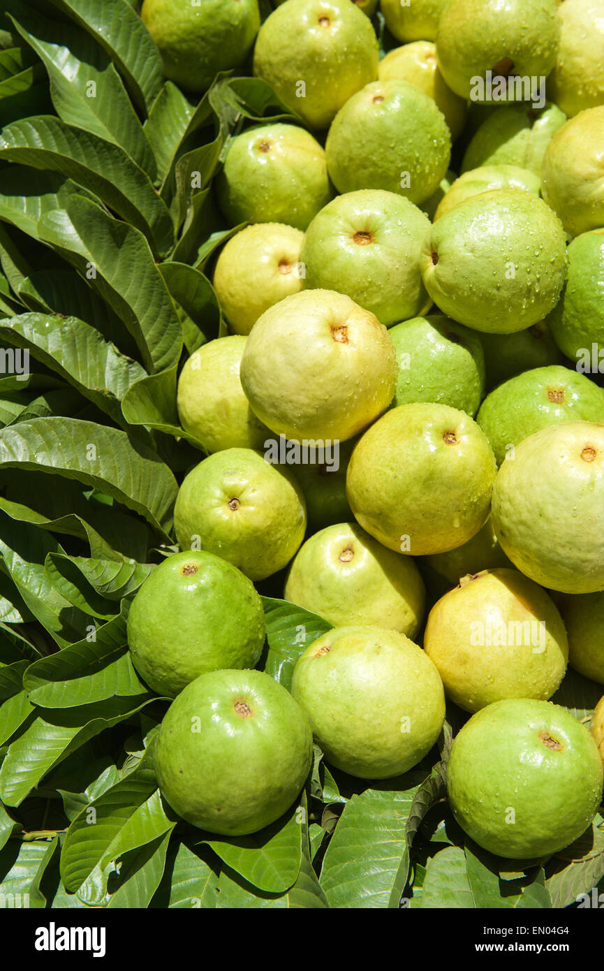 Stack of fresh green and yellow guavas with decorative leaves on ...