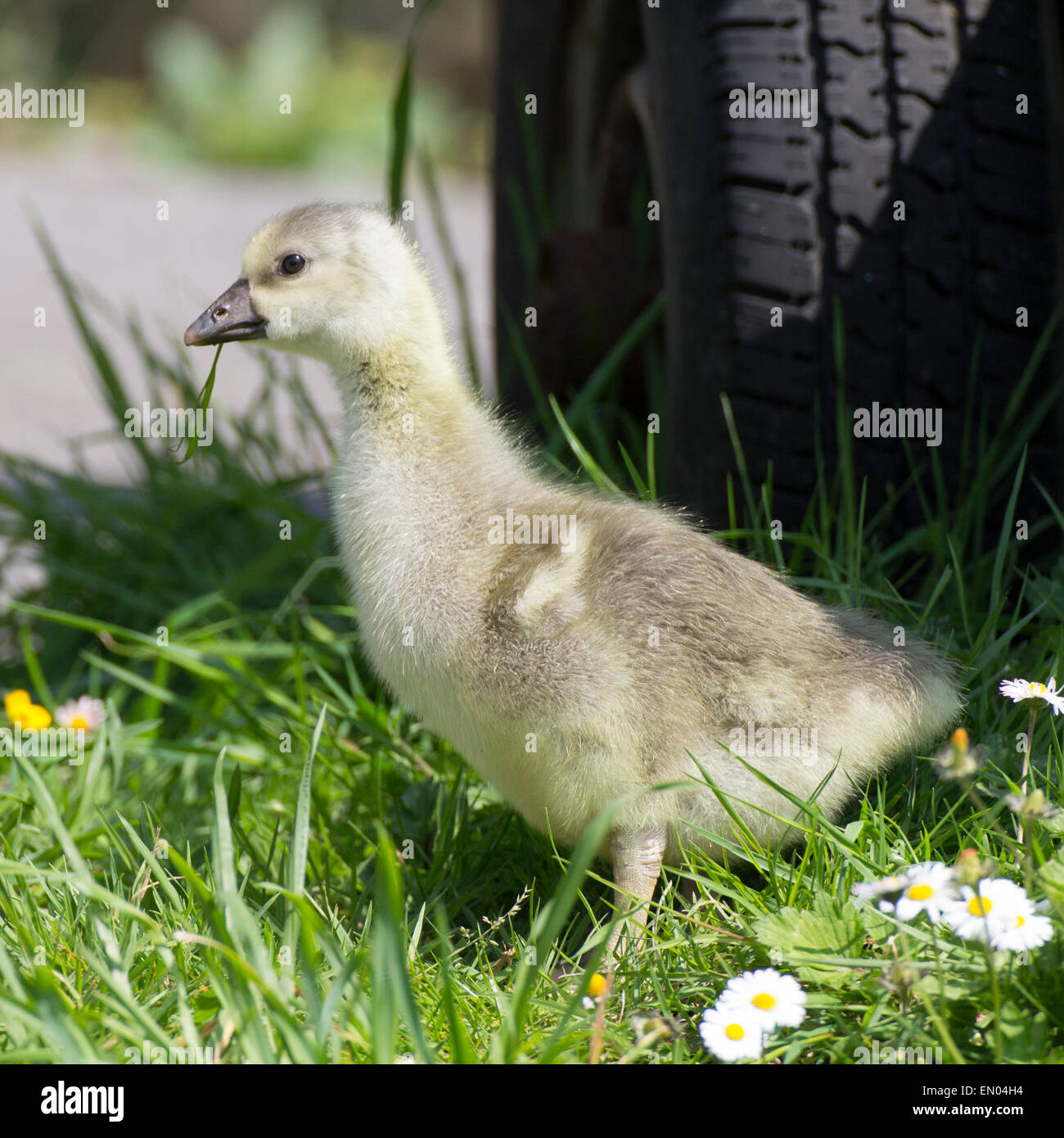 Goose square hi-res stock photography and images - Alamy