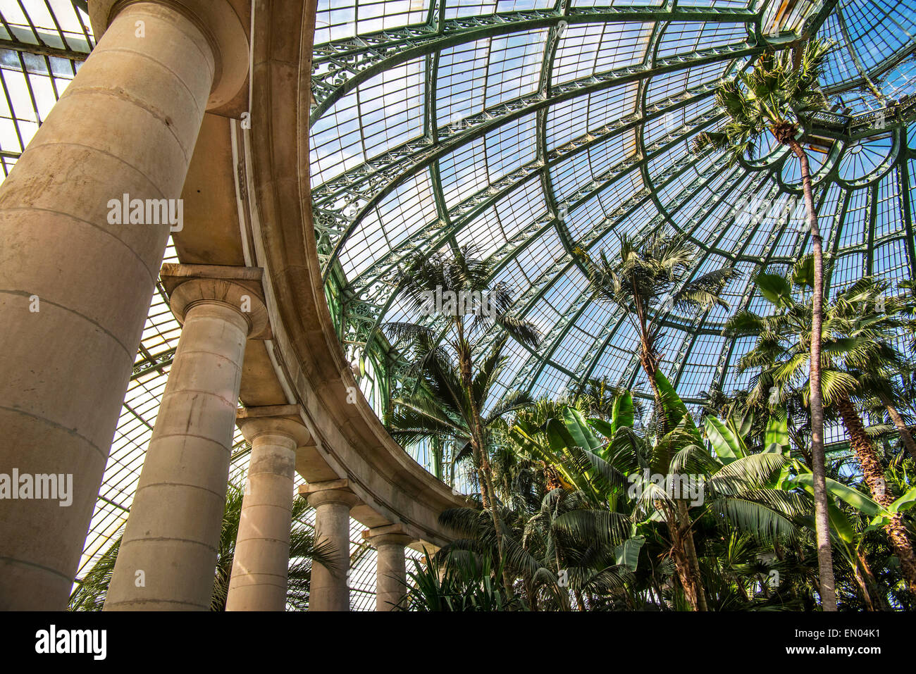Palm trees in the Jardin d'hiver at the Royal Greenhouses of Laeken in ...