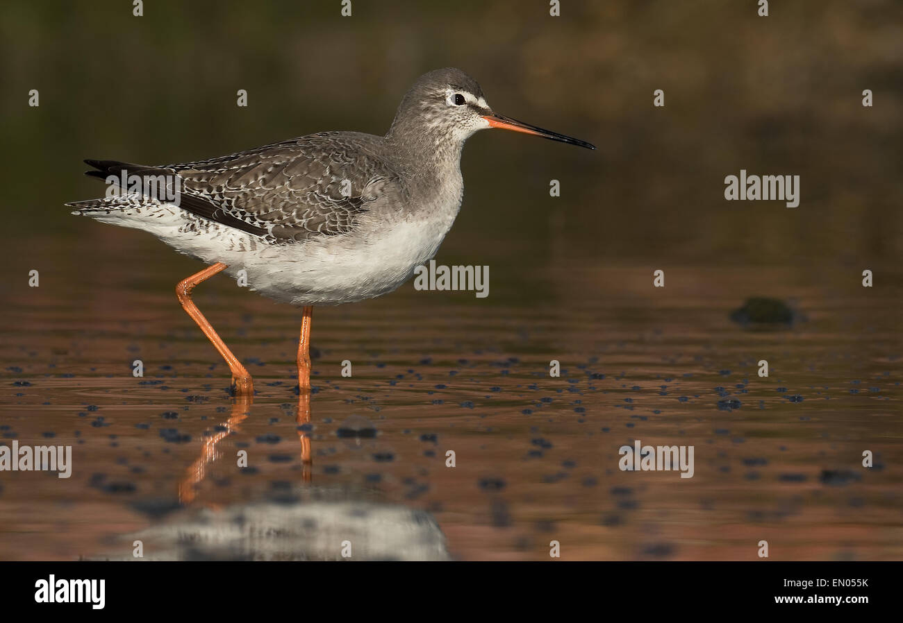 Red Shank Bird High Resolution Stock Photography and Images - Alamy