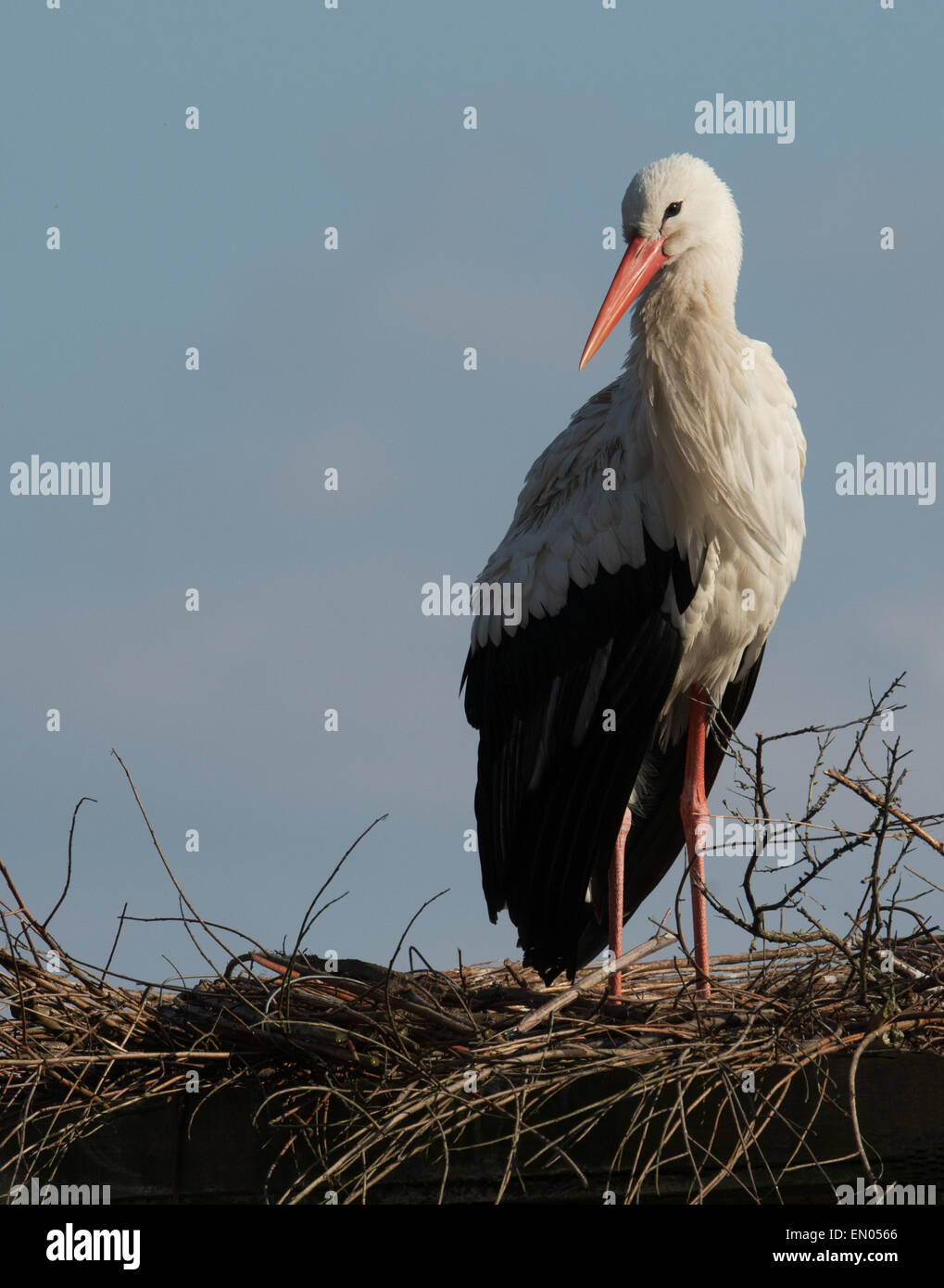 White Stork on nest in France Stock Photo - Alamy