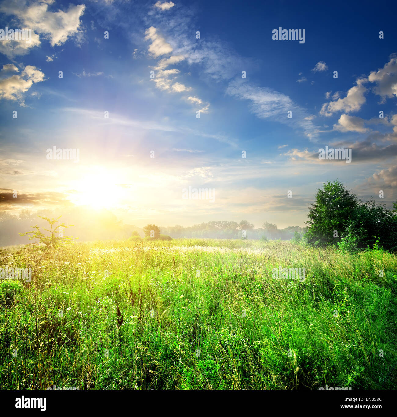 Green grass in summer meadow hi-res stock photography and images - Alamy