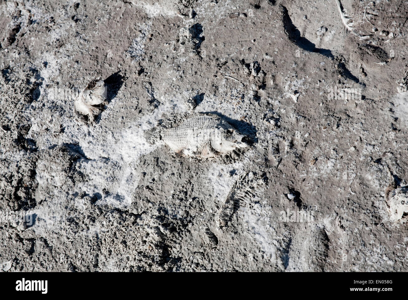 The bones and bodies of dead fish are starting to fossilize in the ...