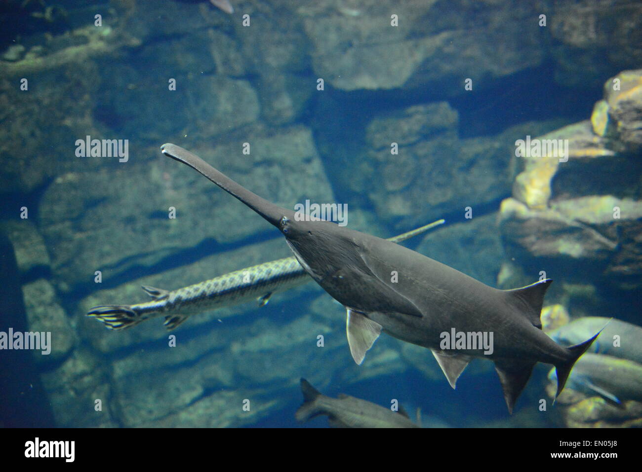 Paddle fish in an Aquarium in Chattanooga Stock Photo - Alamy