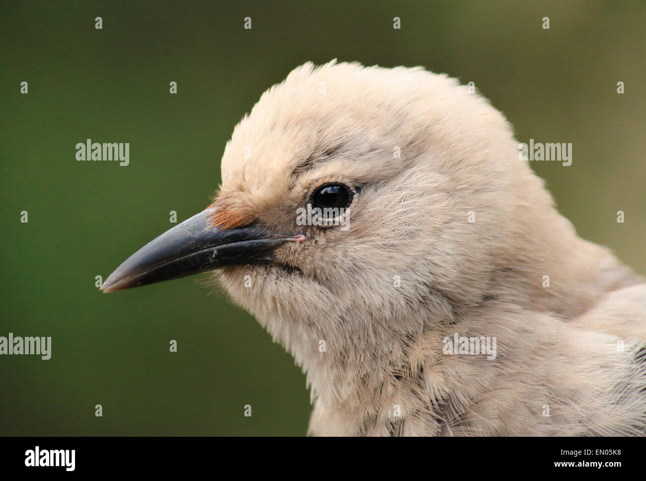 Nutcracker Bird High Resolution Stock Photography and Images - Alamy