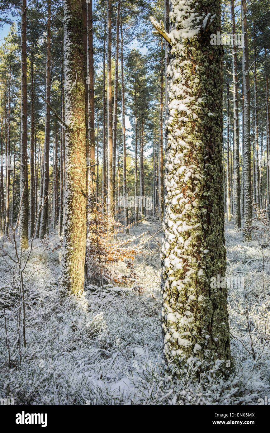 PIne Forest in Winter at Torbreck in Scotland Stock Photo - Alamy