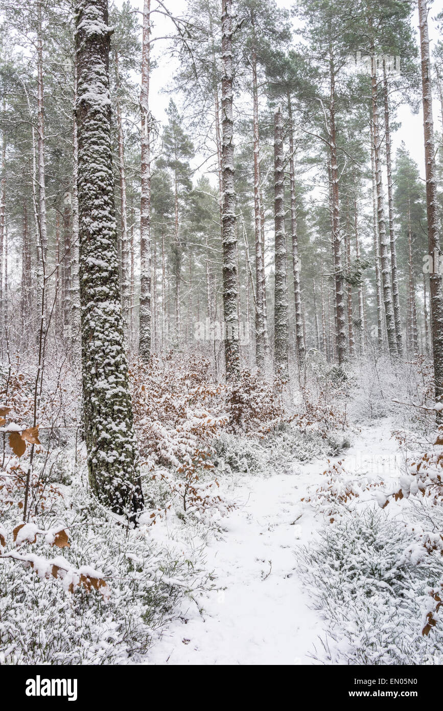 Woodland scotland winter hi-res stock photography and images - Alamy