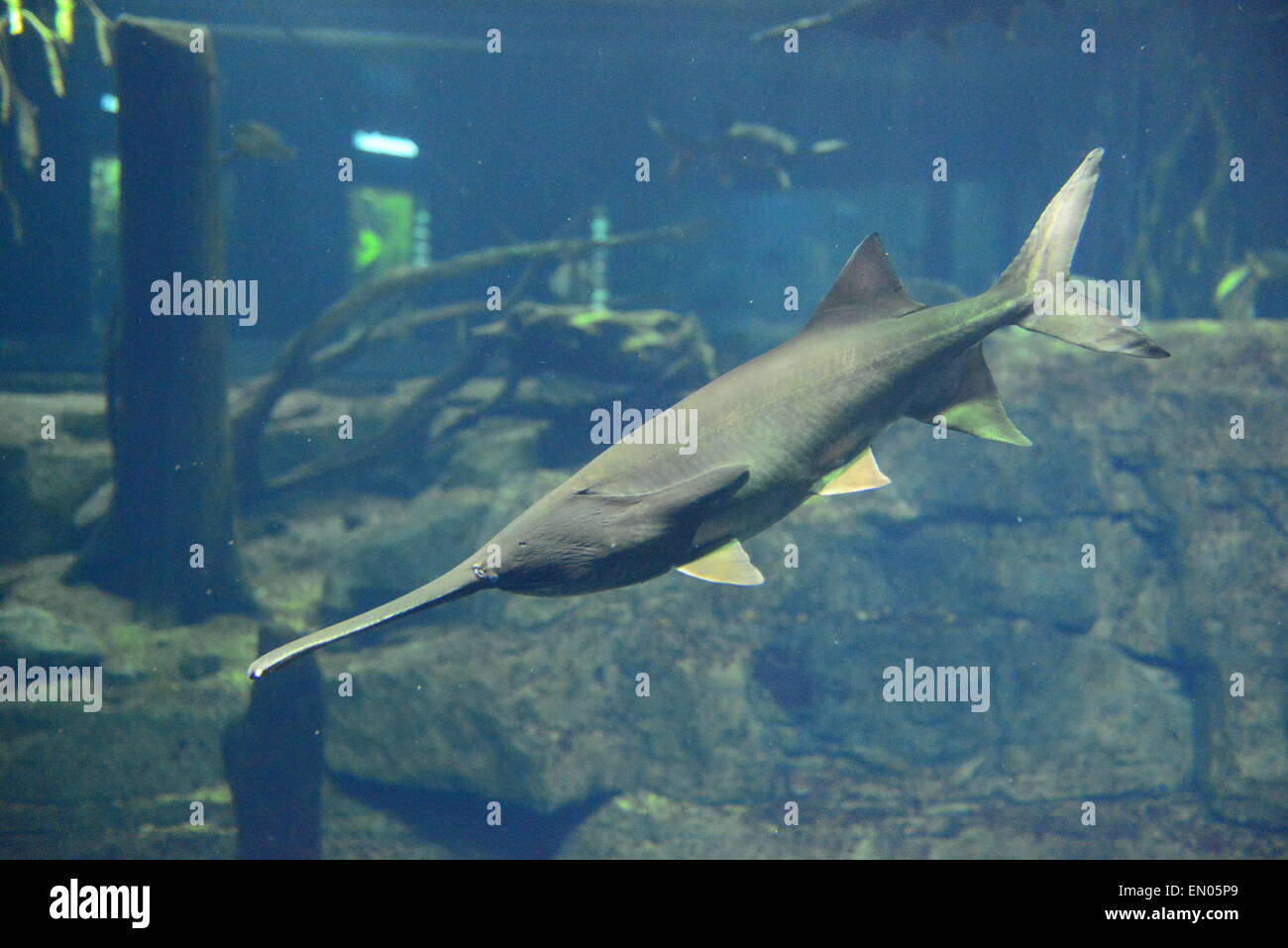 Paddle fish in an Aquarium in Chattanooga Stock Photo - Alamy