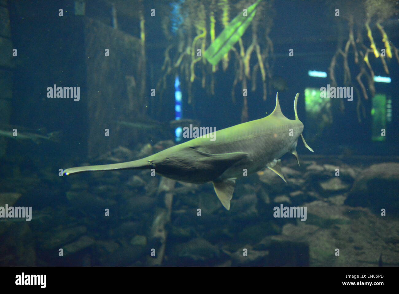 Paddle fish in an Aquarium in Chattanooga Stock Photo - Alamy