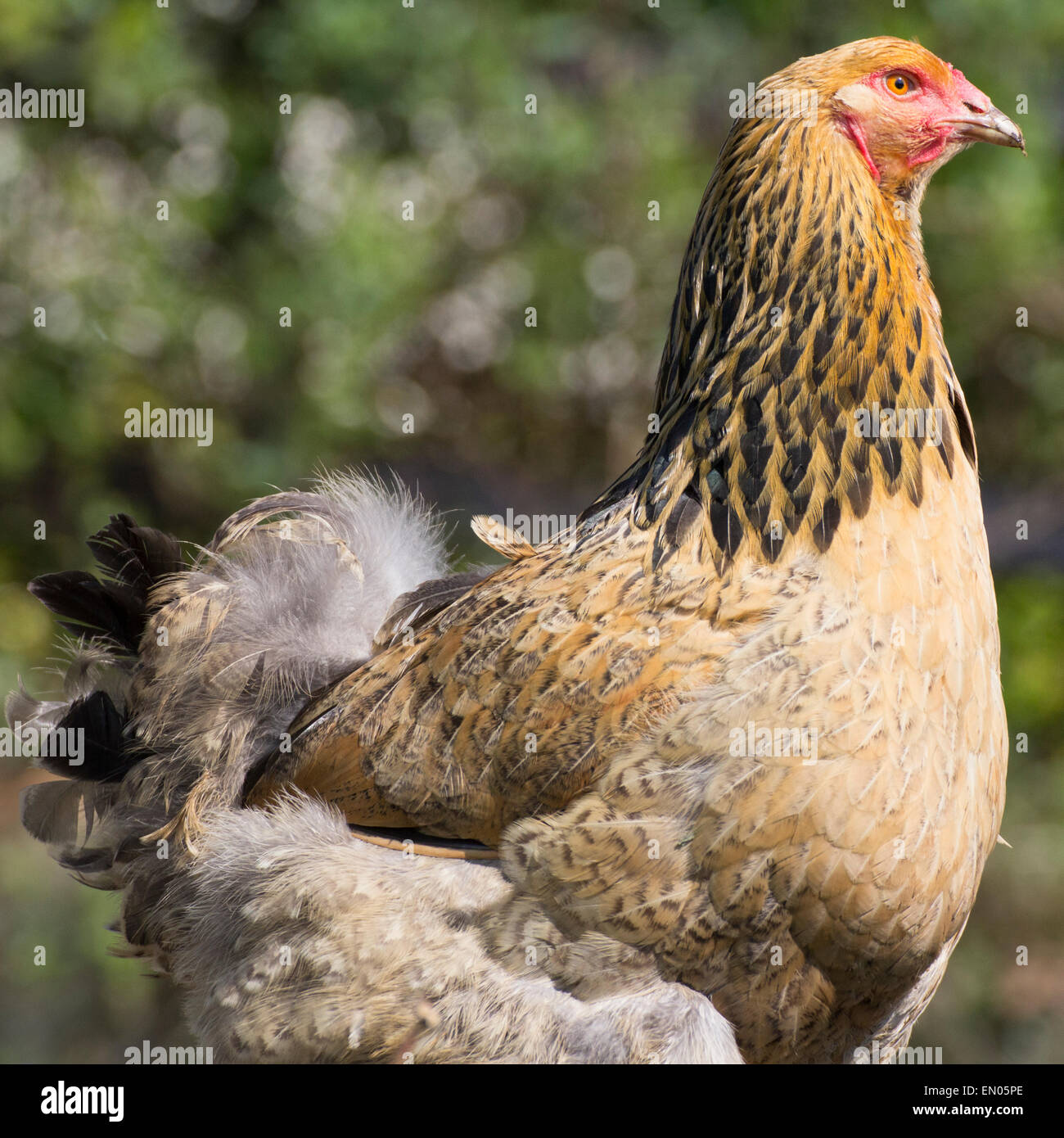 Hen animal hi-res stock photography and images - Alamy