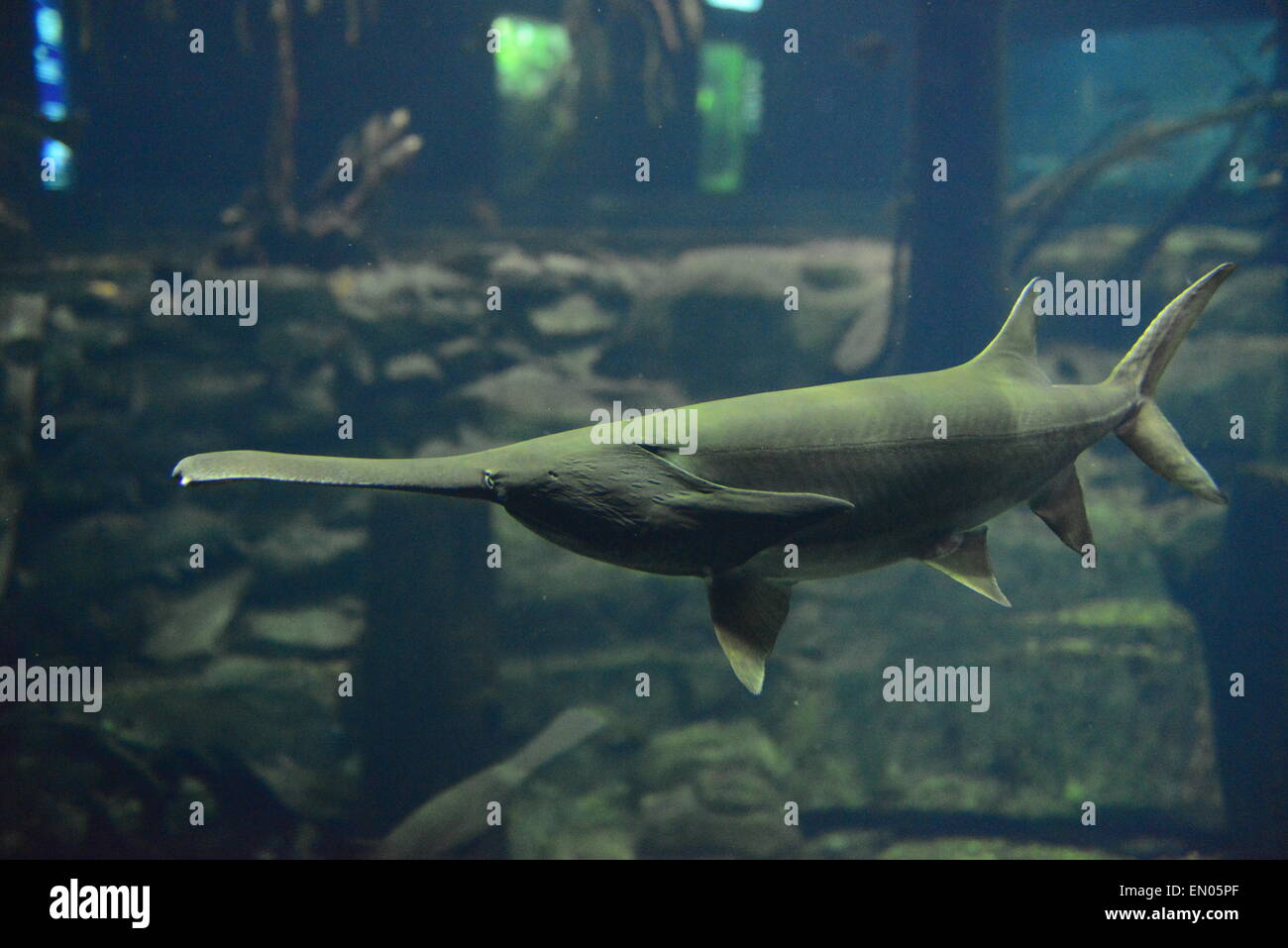 Paddle fish in an Aquarium in Chattanooga Stock Photo - Alamy
