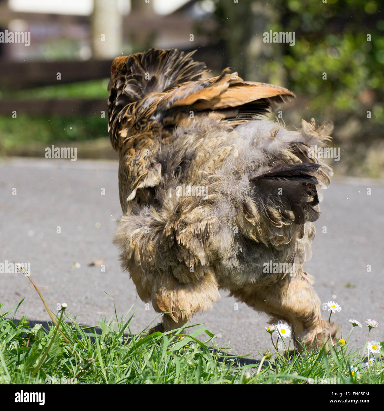 A hen is shaking Stock Photo - Alamy