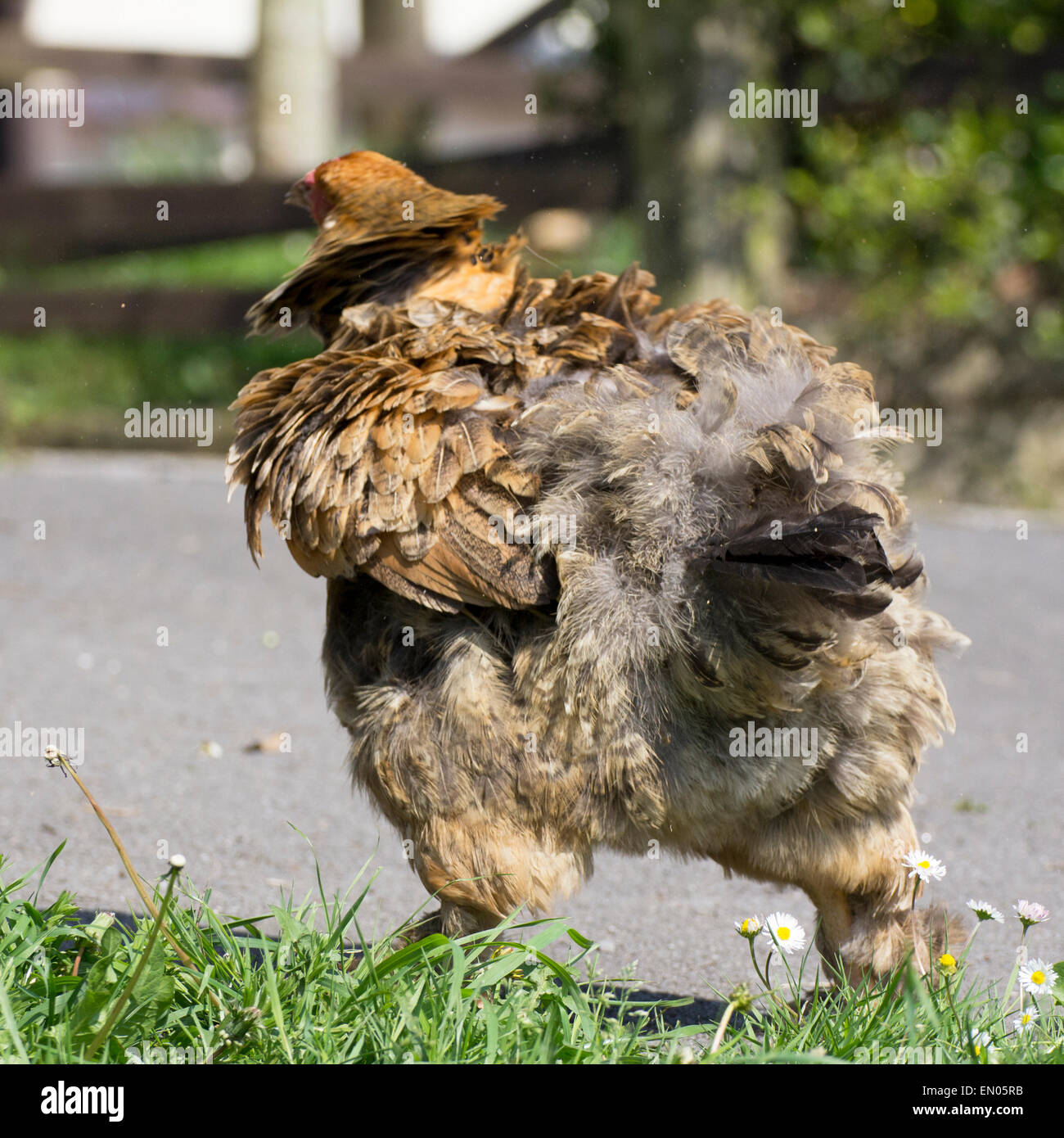 A hen is shaking Stock Photo - Alamy