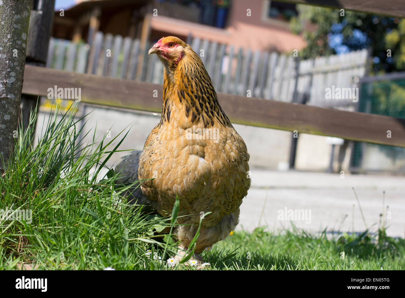 Hen animal hi-res stock photography and images - Alamy