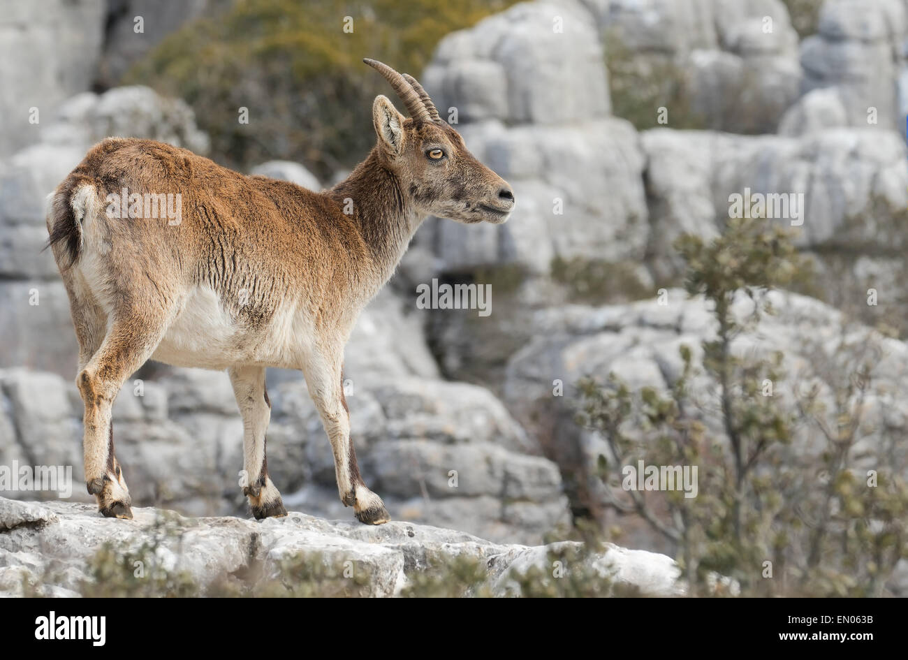 A Spanish Ibex in El Torcal national park Stock Photo - Alamy