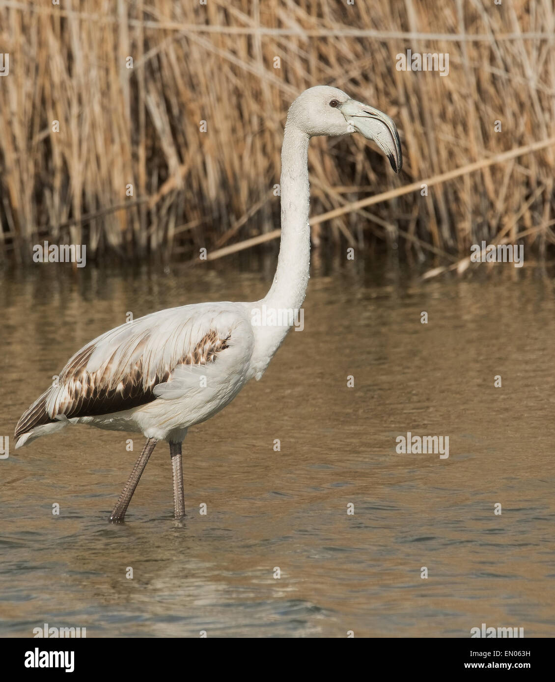 Reed Fringed High Resolution Stock Photography and Images - Alamy