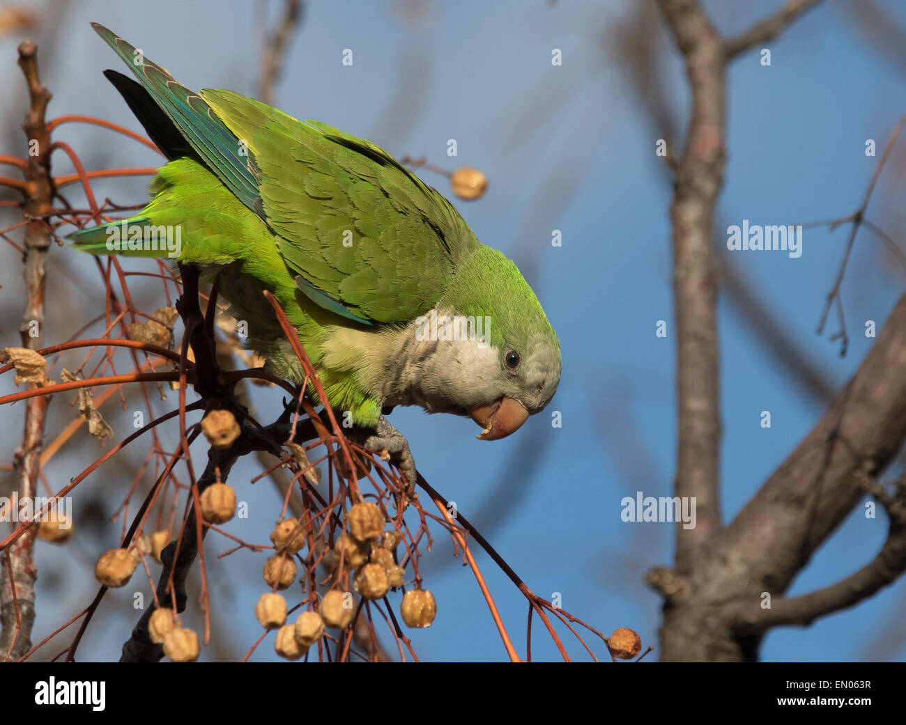 Monk parakeet spain hi-res stock photography and images - Alamy