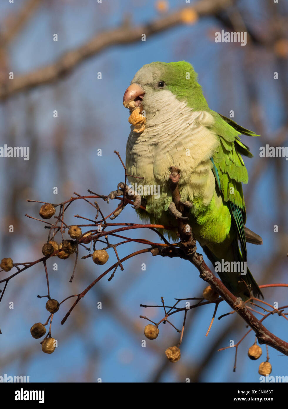 Monk parakeet spain hi-res stock photography and images - Alamy