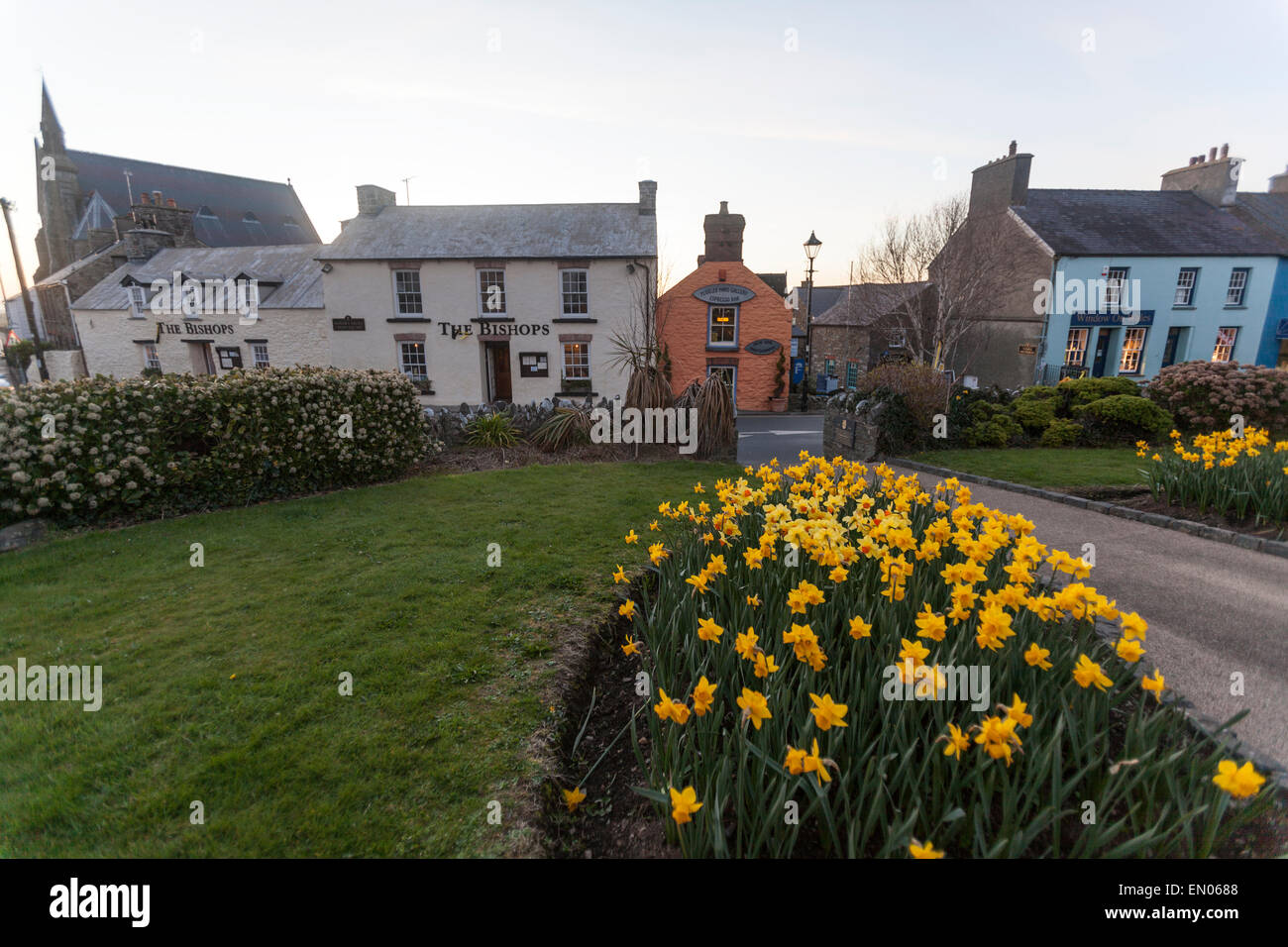 daffodil in St David's village, Wales Stock Photo - Alamy