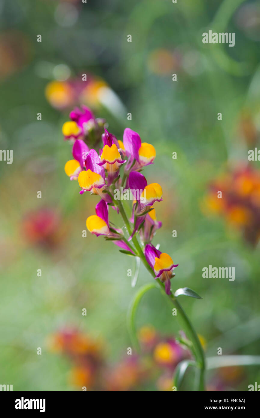 Linaria reticulata flamenco. Spurred Snapdragon flowers Stock Photo - Alamy