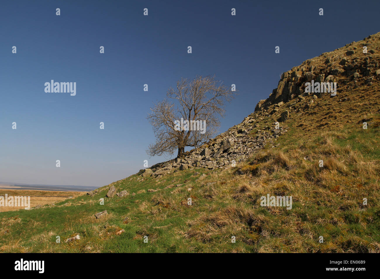 lone tree on Hadrian's wall Stock Photo - Alamy