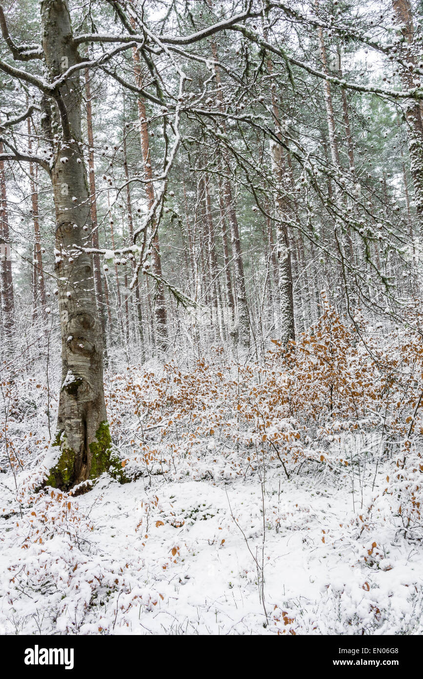 Loch Ness Winter High Resolution Stock Photography and Images - Alamy