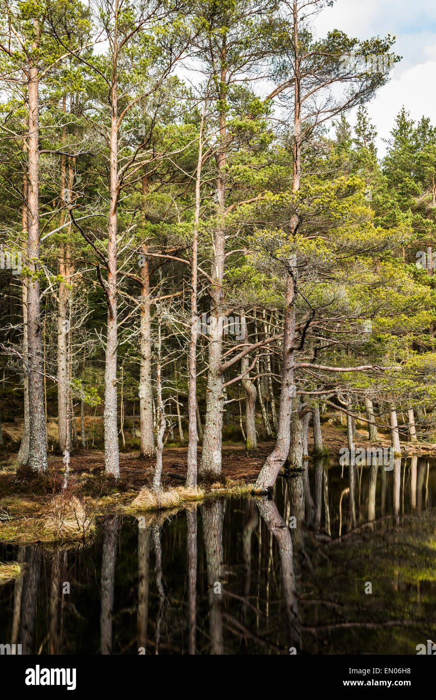 Uath Lochans at Glen Feshie in Scotland Stock Photo - Alamy