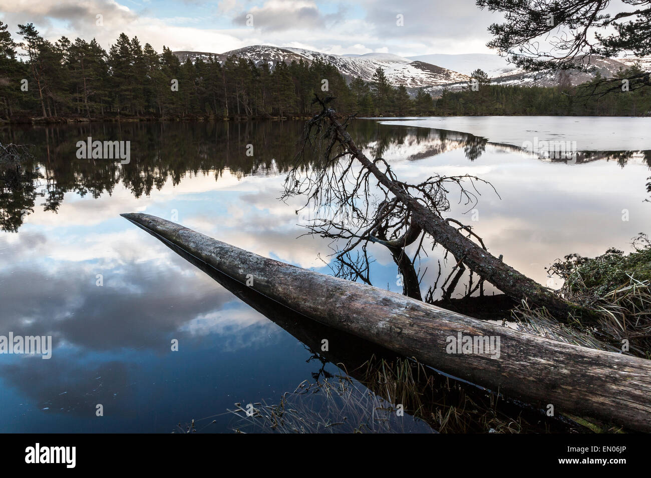 Uath Lochans at Glen Feshie in Scotland Stock Photo - Alamy