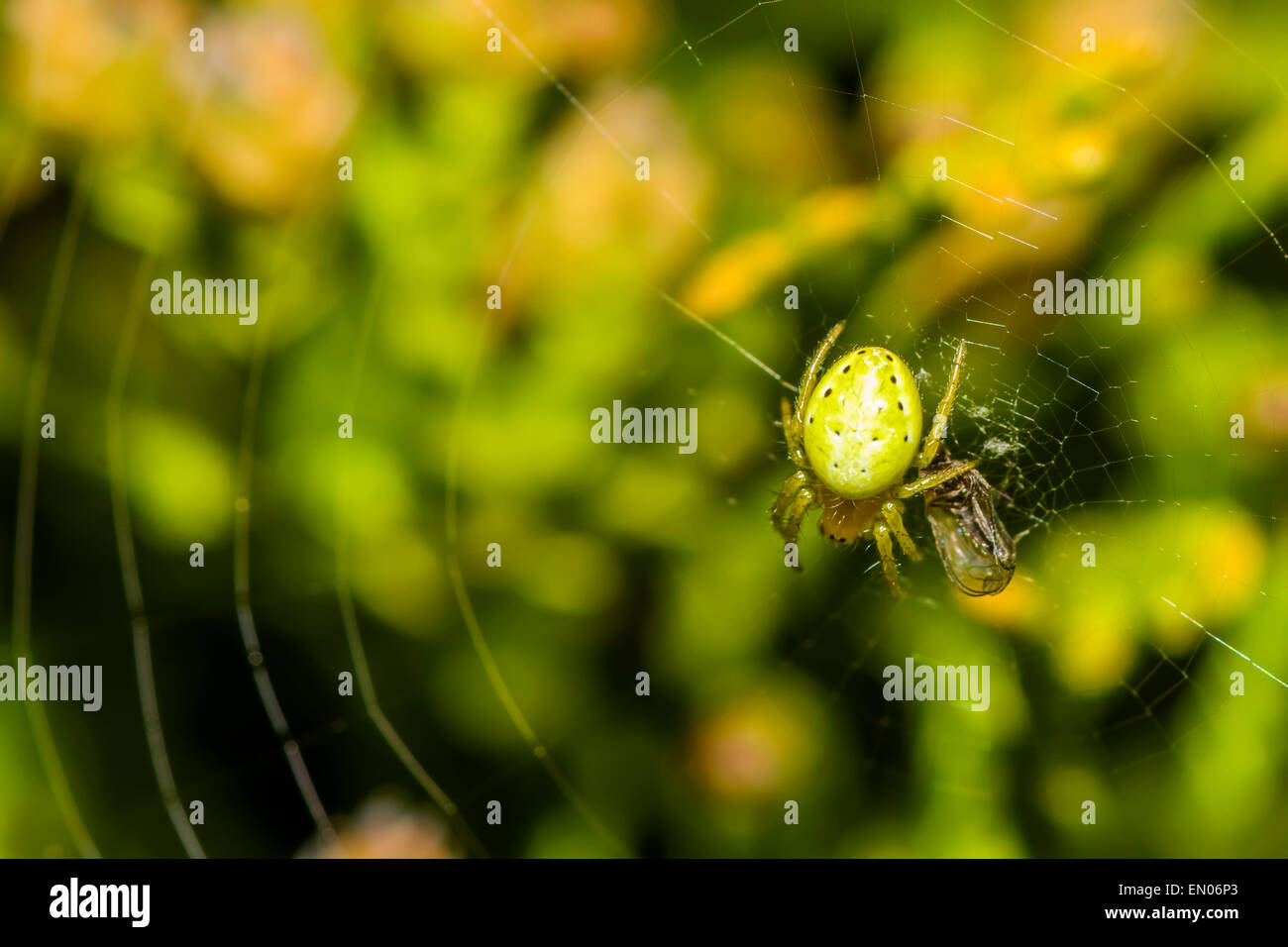Cucumber green spider Stock Photo - Alamy