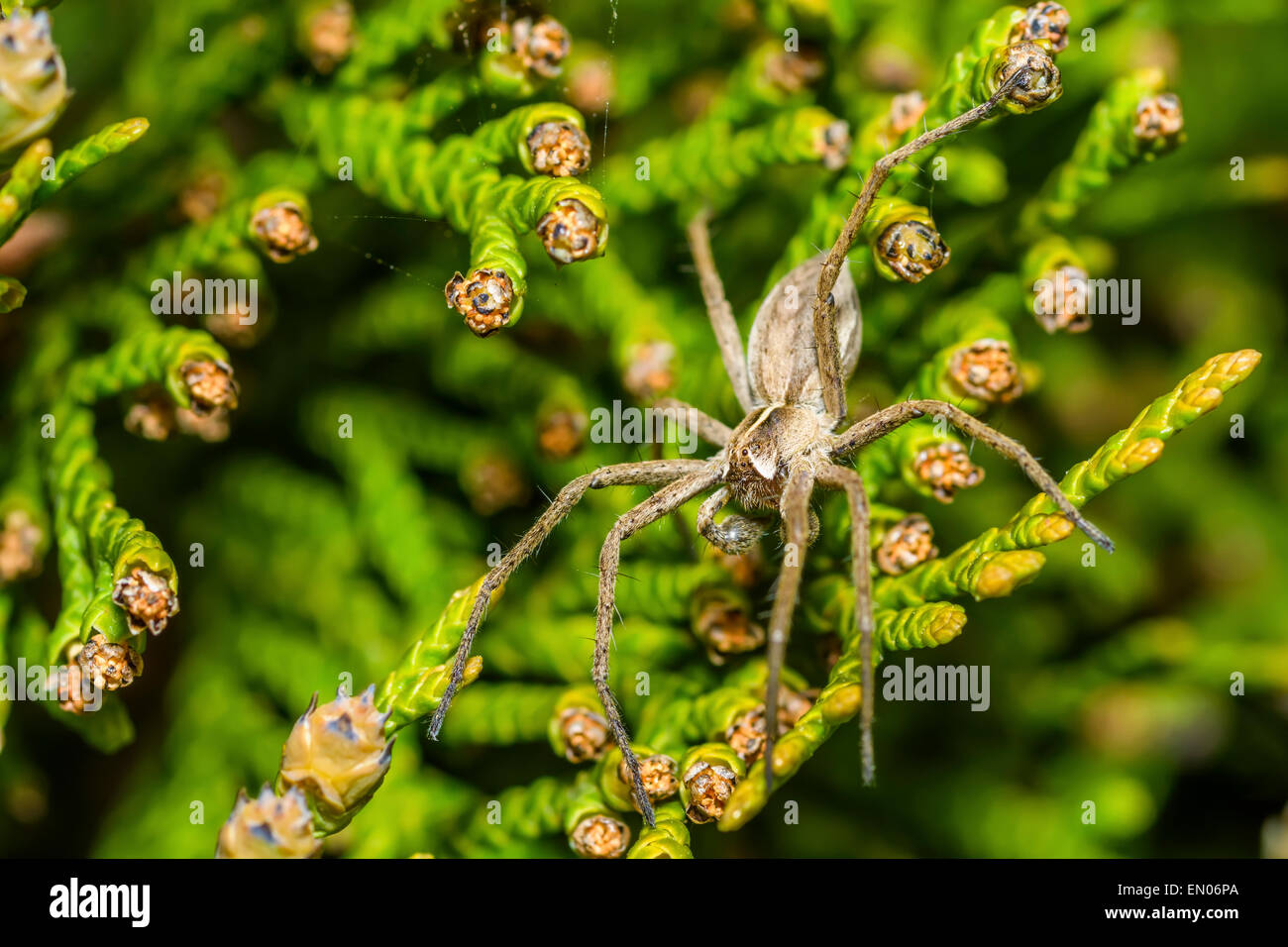 Spider Zoropsis spinimana Stock Photo - Alamy