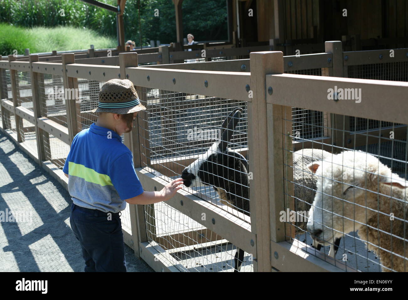 Boy goat farm child feeding hi-res stock photography and images - Alamy