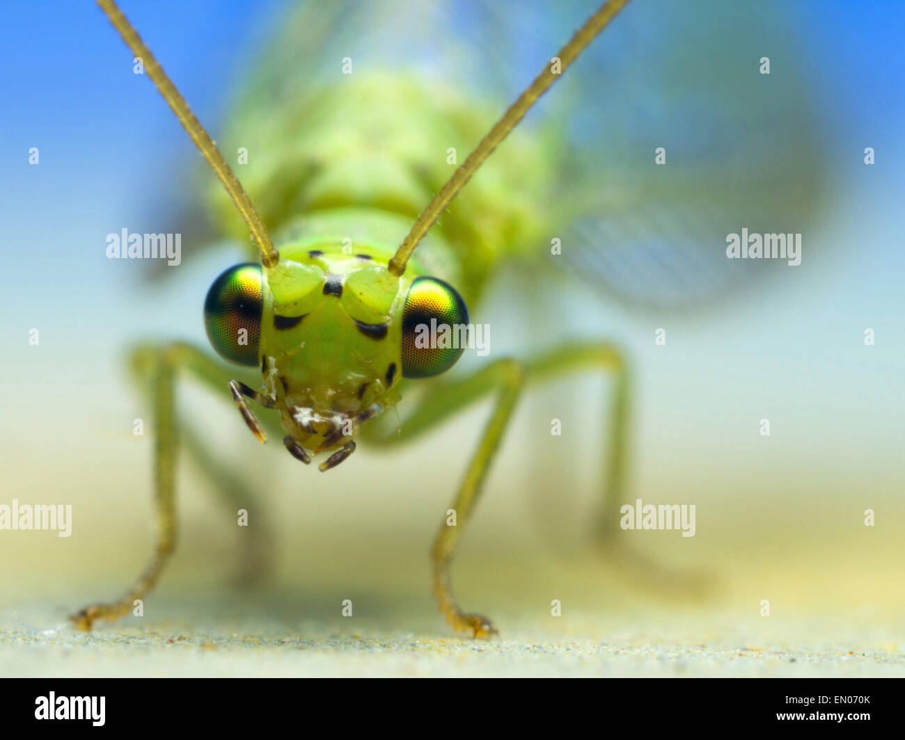 Flying arthropods hi-res stock photography and images - Alamy