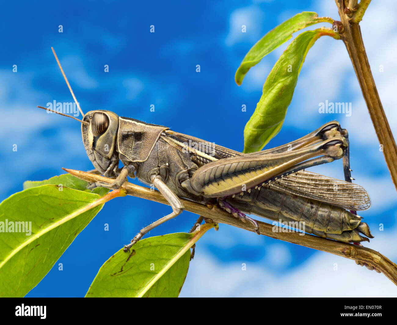 Grasshopper on a tree branch Stock Photo - Alamy