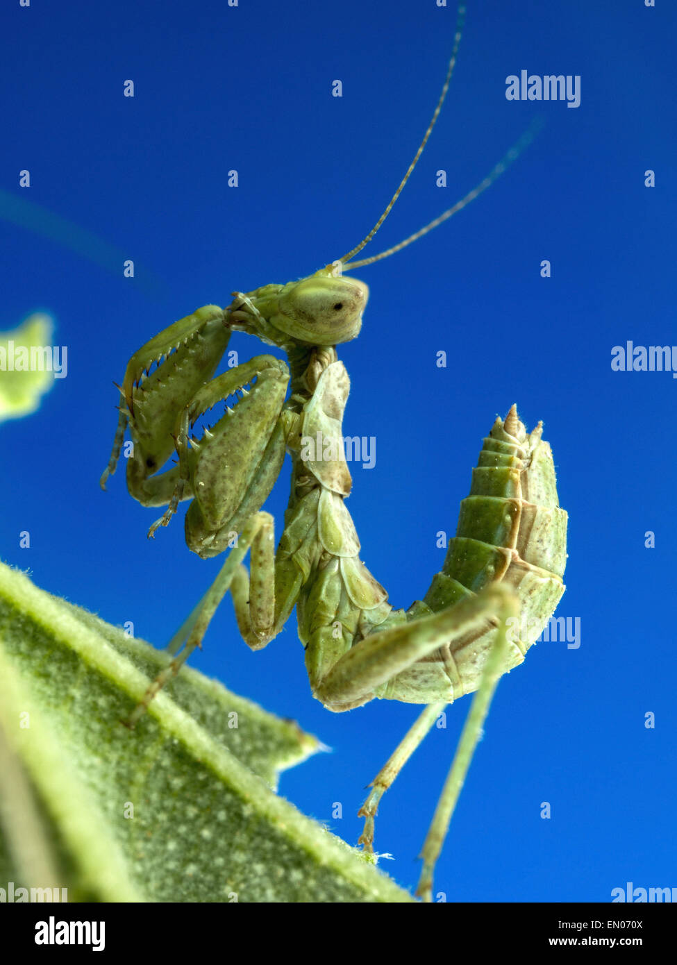 A tiny praying mantis, at life size magnification on an APS-C sensor ...