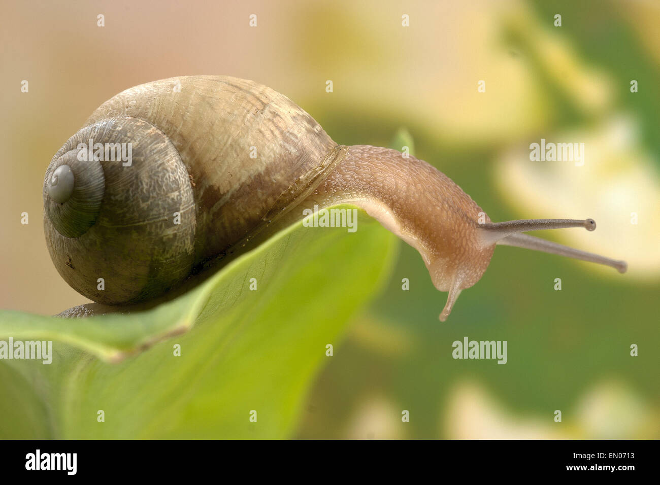 Snail on leaf Stock Photo - Alamy