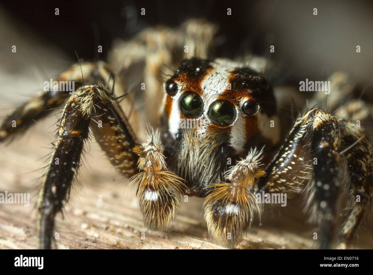 Insects that jump hi-res stock photography and images - Alamy