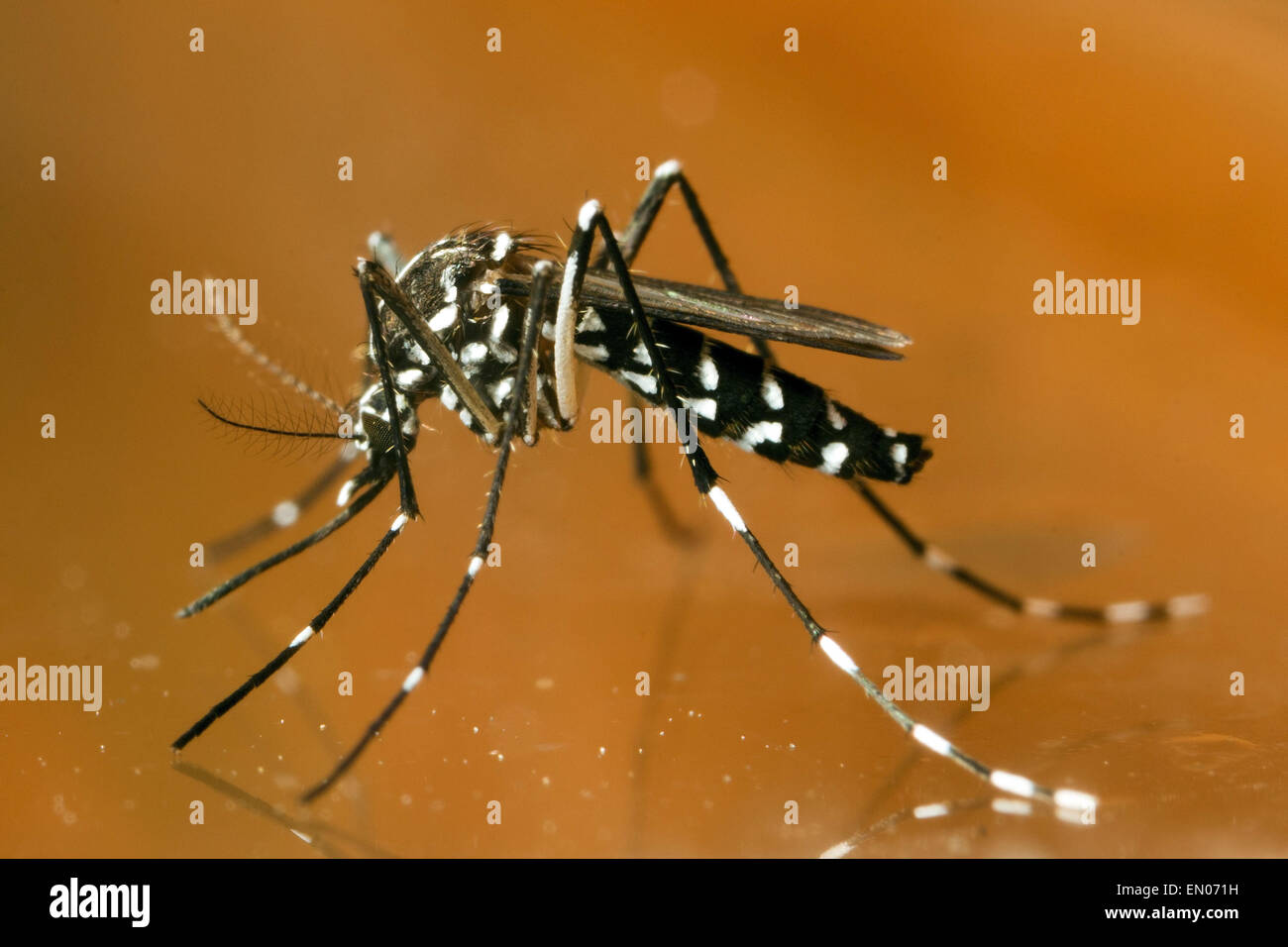 Asian Tiger mosquito Stock Photo - Alamy
